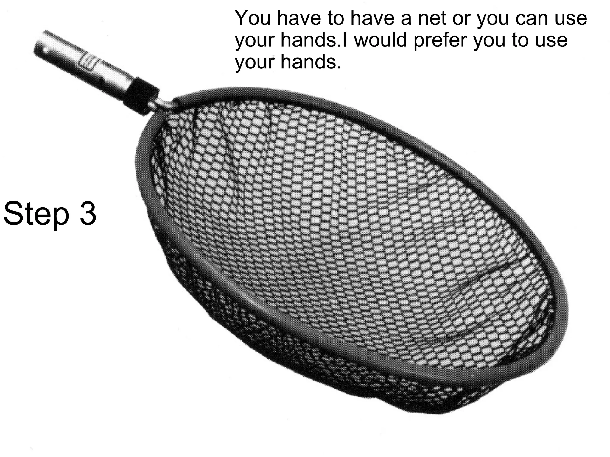 How to catch_a_frog | PPT | Zoos & Aquariums | Attractions