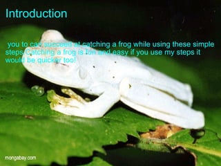 How to catch_a_frog | PPT | Zoos & Aquariums | Attractions