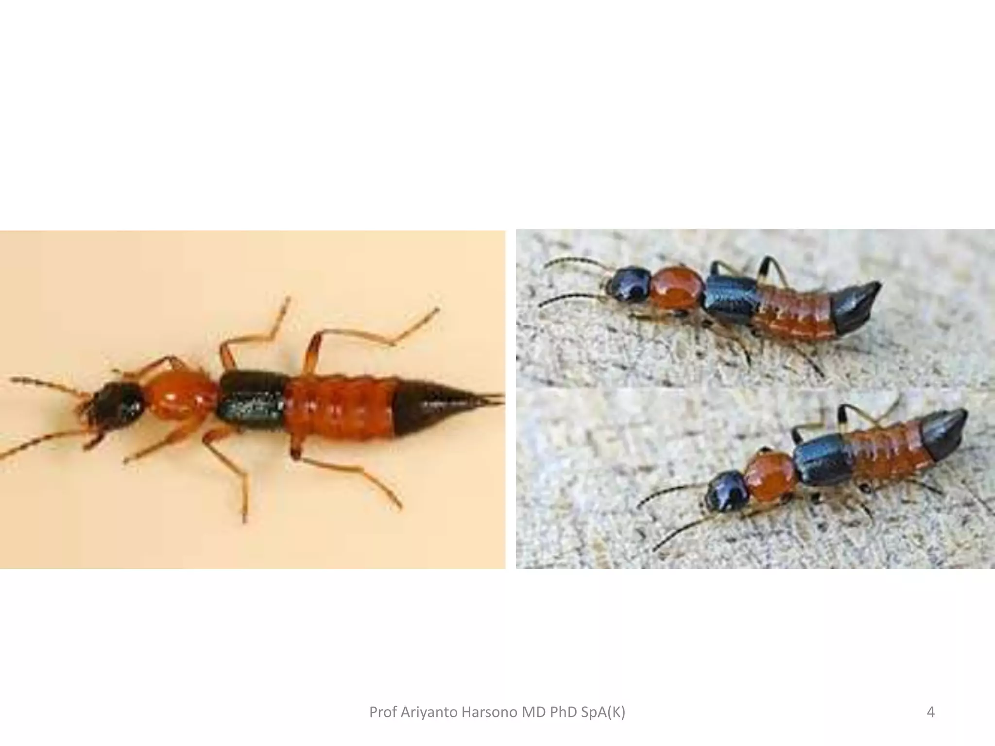 How to cope with tomcat bite | PPT