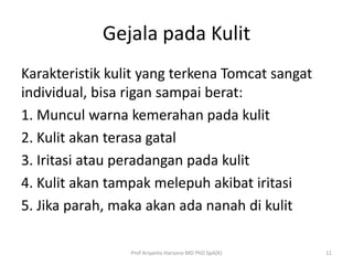 How to cope with tomcat bite | PPT