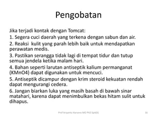 How to cope with tomcat bite | PPT