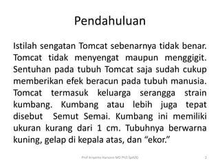 How to cope with tomcat bite | PPT