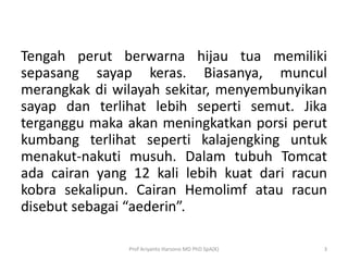 How to cope with tomcat bite | PPT