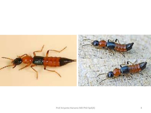 How to cope with tomcat bite | PPT