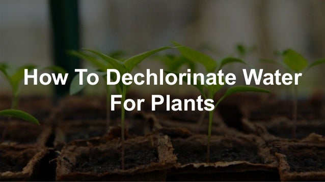 How to dechlorinate water for plants | PDF