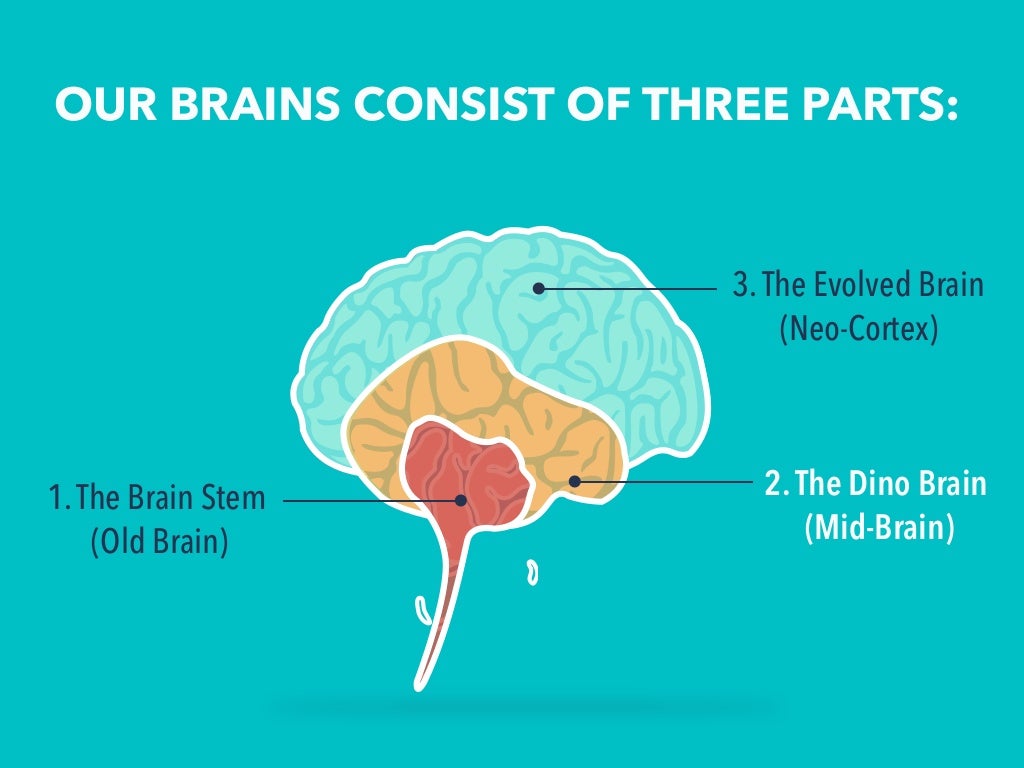 11 What Are The Three Main Parts Of Your Brain Pictures DirectScot 11-what-are-the-three-main-parts-of-your-brain-pictures-directscot