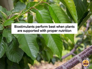 How to Design Foliar Sprays | PDF | Gardening | Home & Garden