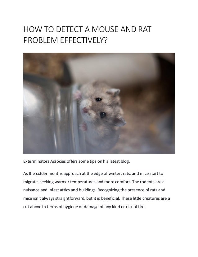 How to detect a mouse and rat problem effectively | PDF
