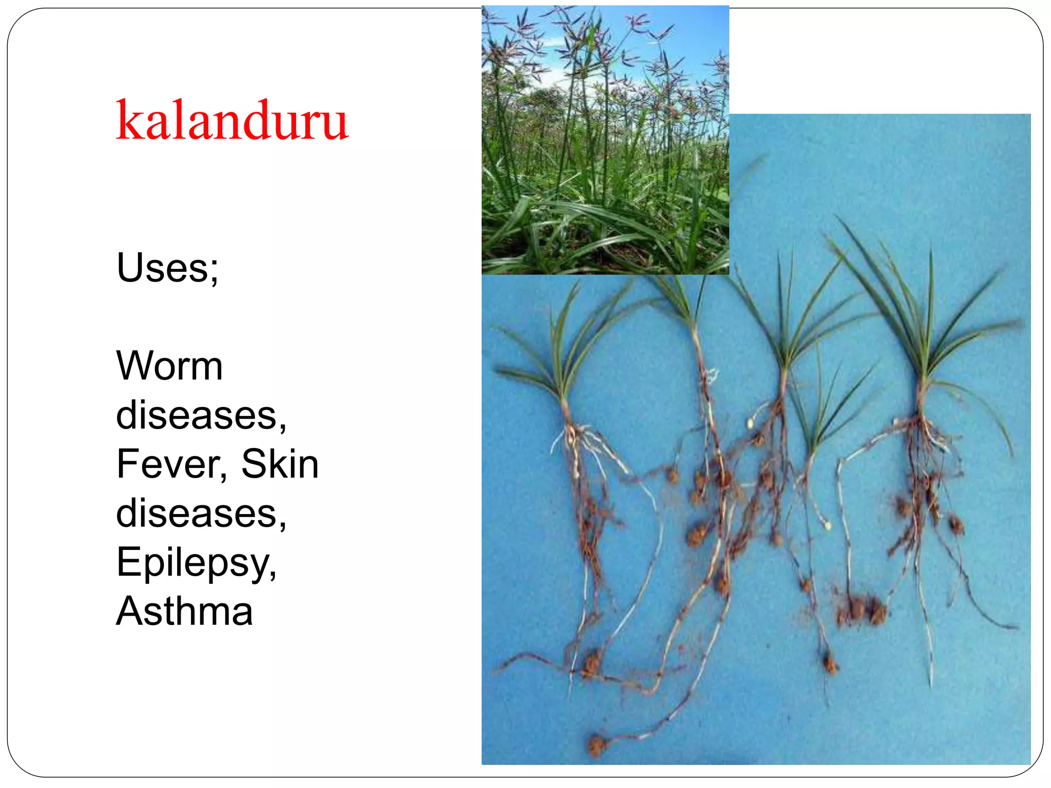 How to develop our immunity - covid 19 | PPT