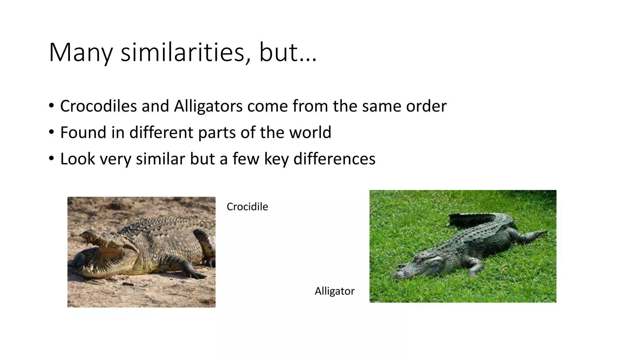 How to differentiate between a crocodile and an | PPT