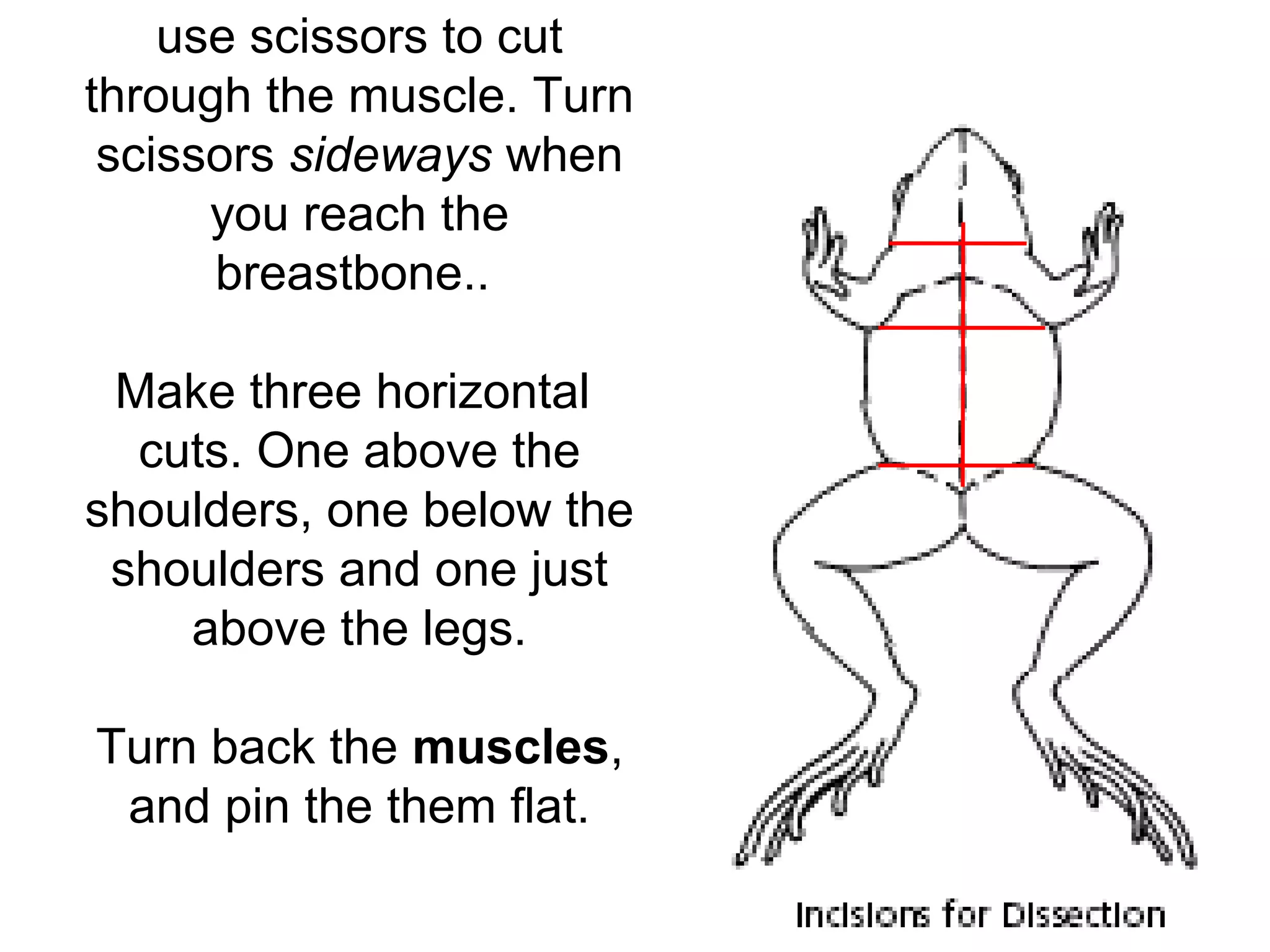 How to dissect a frog 2014 | PPT