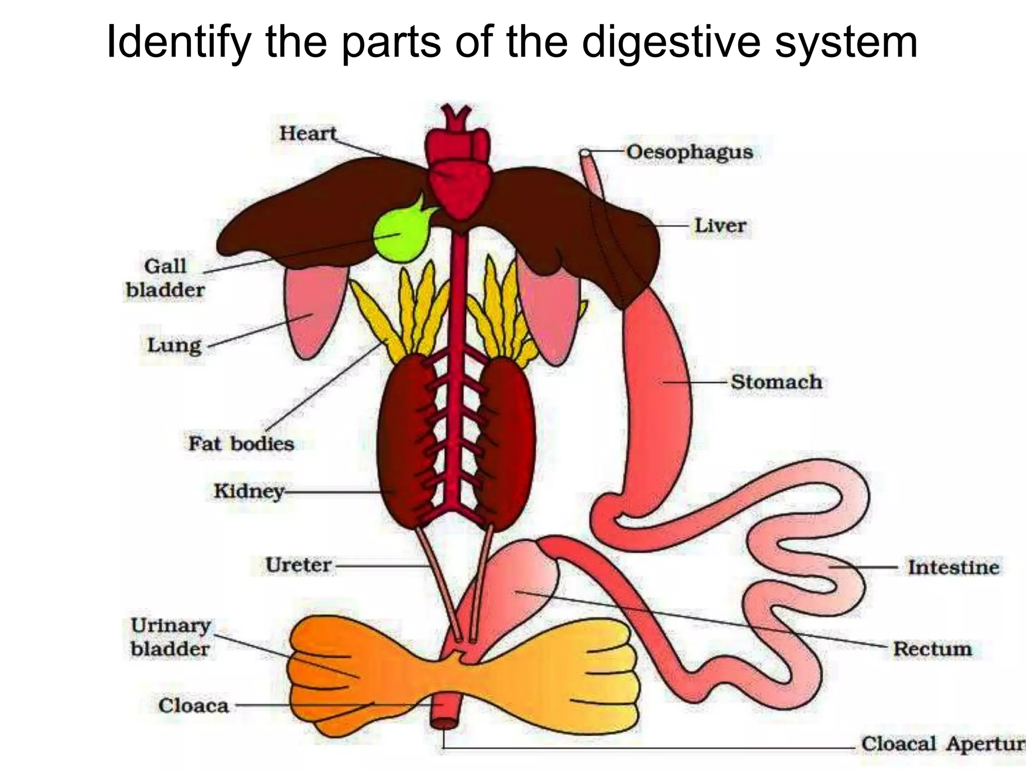 How to dissect a frog 2014 | PPT | Medical Health