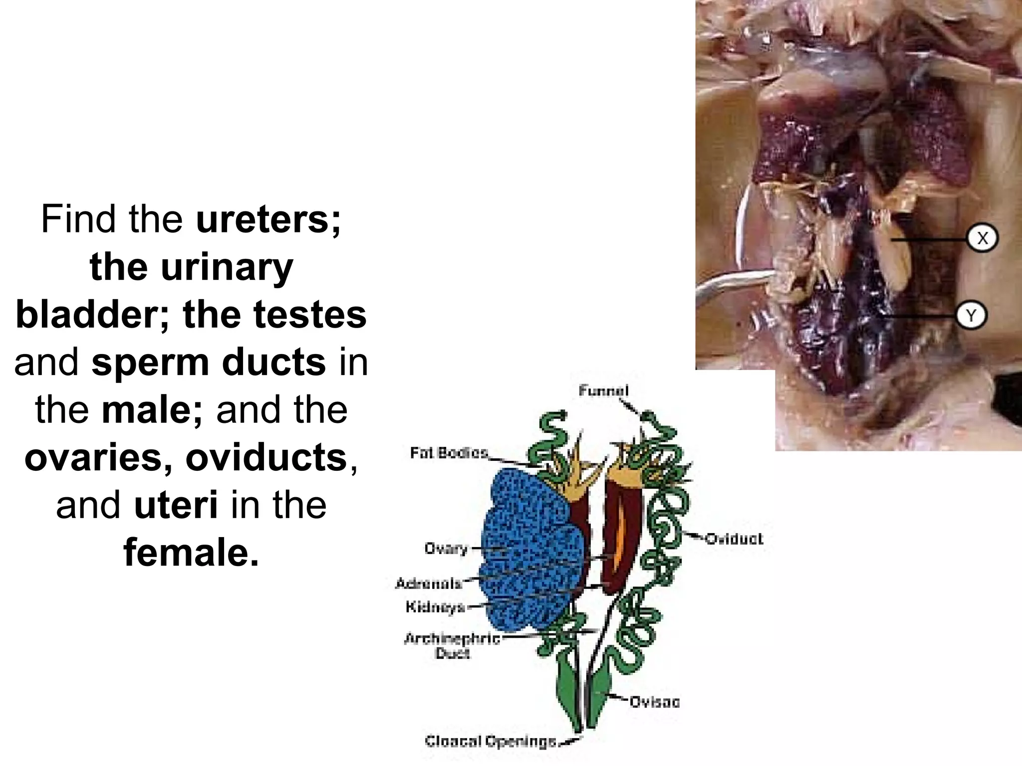 How to dissect a frog 2014 | PPT