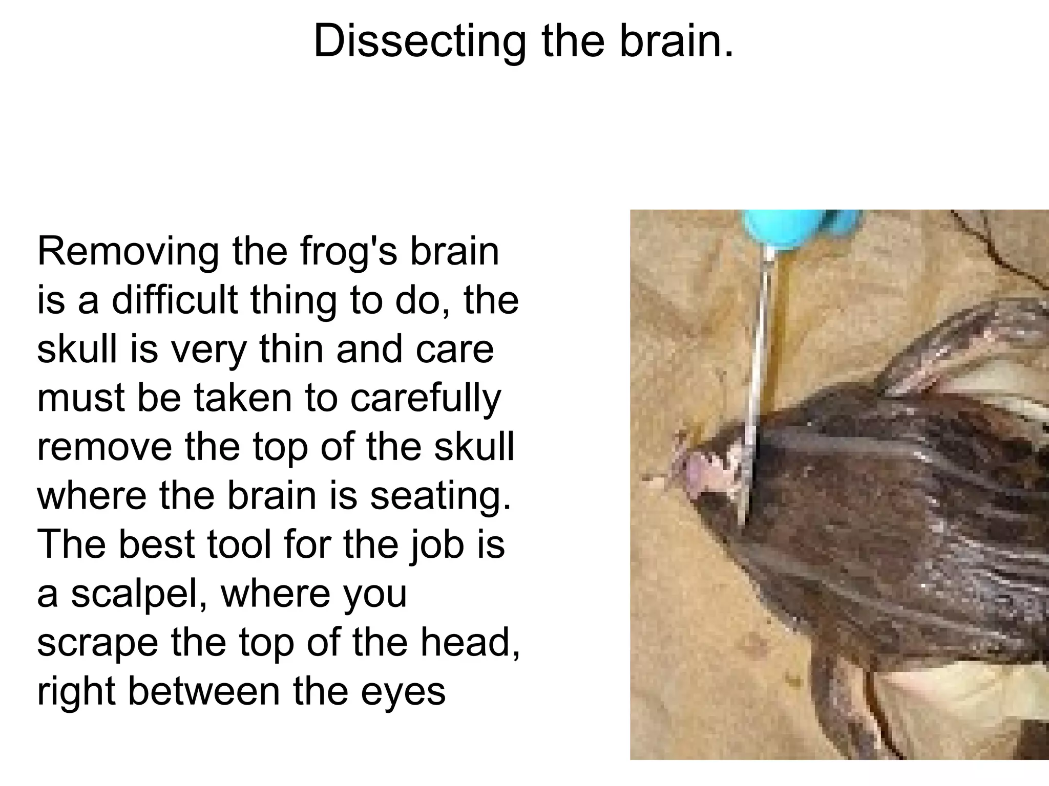 How to dissect a frog 2014 | PPT