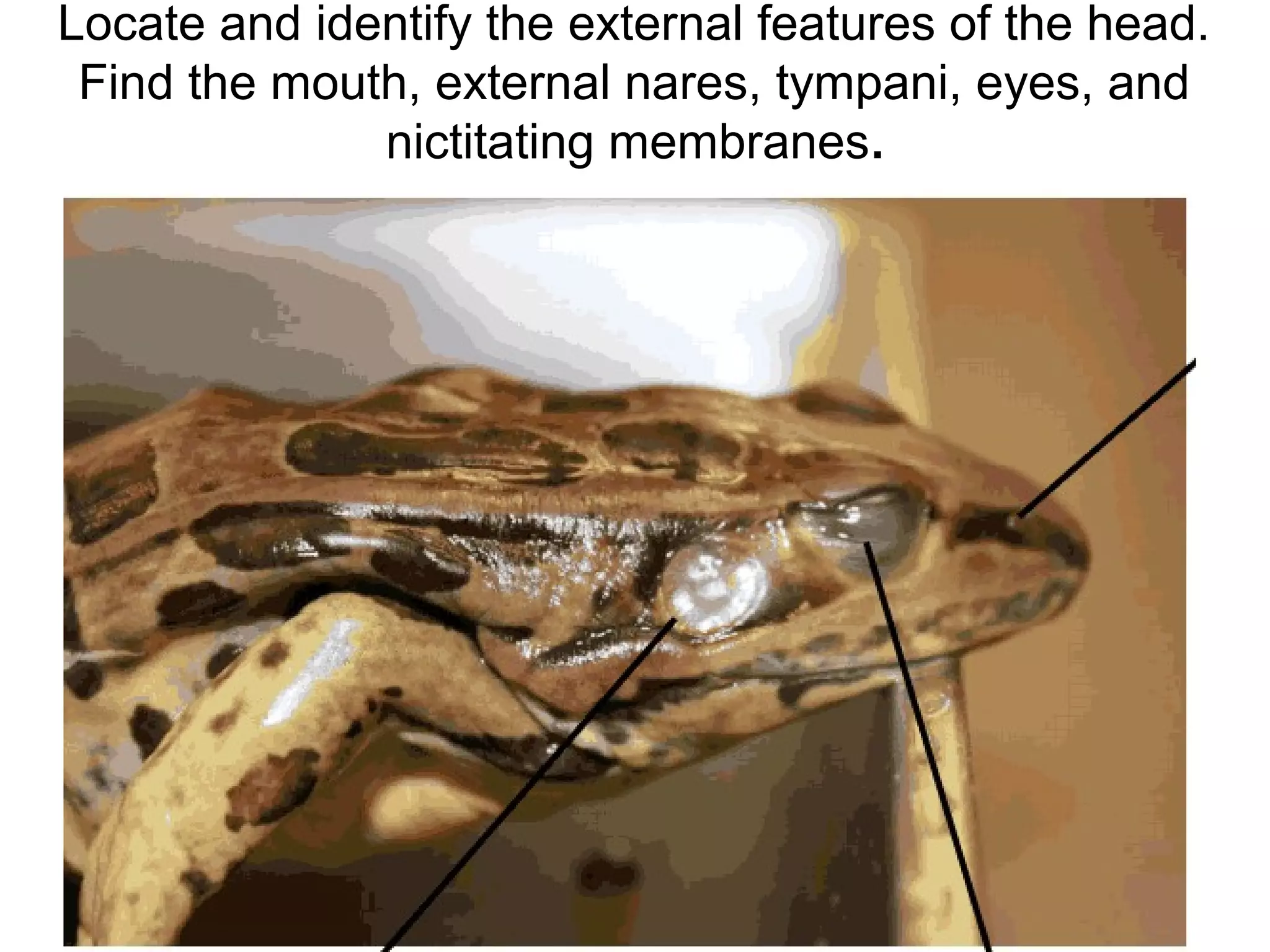 How to dissect a frog 2014 | PPT