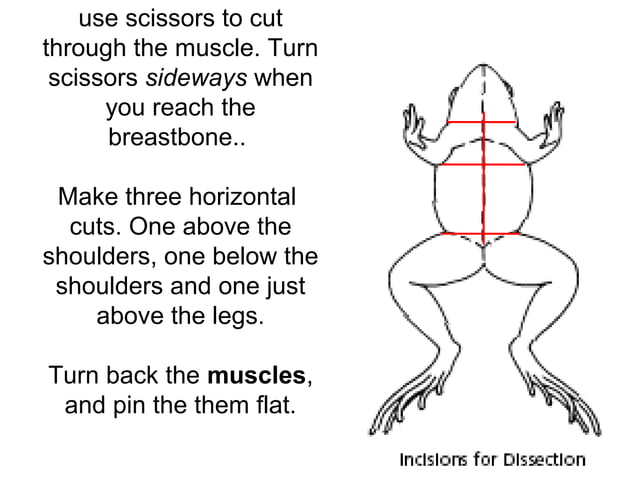How to dissect a frog 2014 | PPT | Medical Health