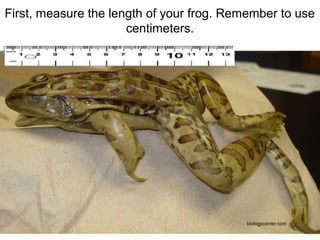 How to dissect a frog 2014 | PPT