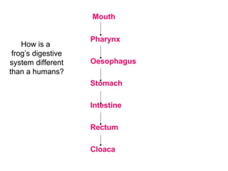 How to dissect a frog 2014 | PPT