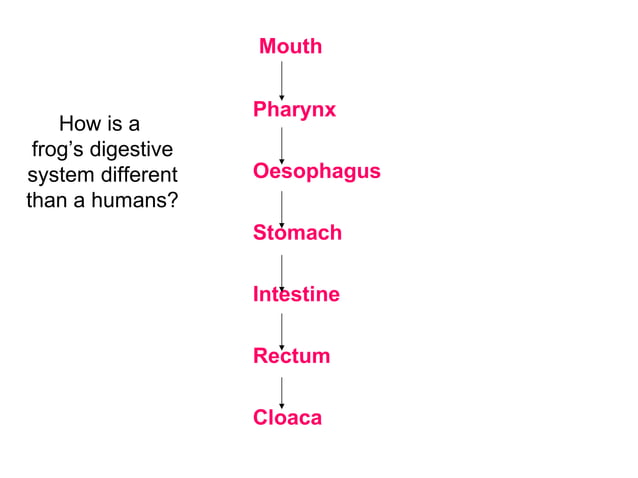 How to dissect a frog 2014 | PPT | Medical Health