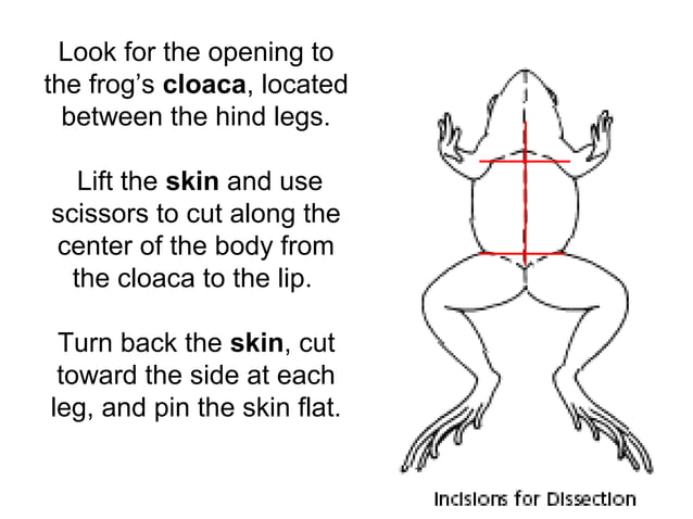 How to dissect a frog 2014 | PPT | Medical Health