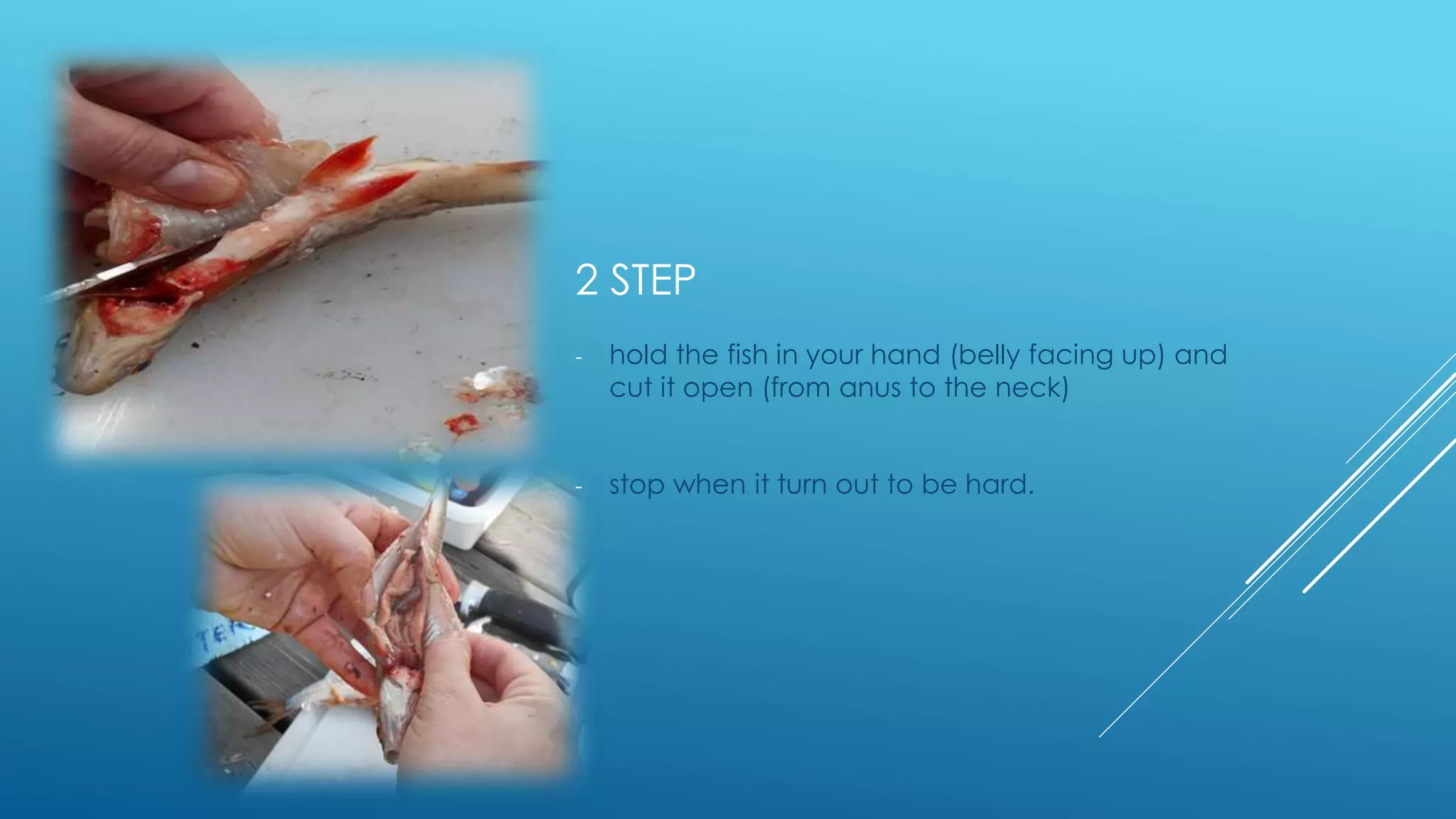 How to dissecting a fish | PPT