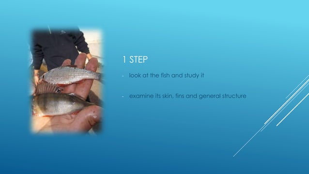 How to dissecting a fish | PPT