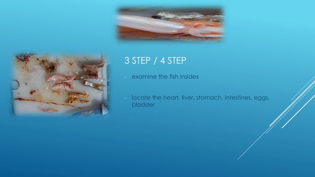 How to dissecting a fish | PPT