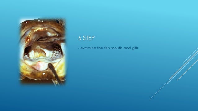 How to dissecting a fish | PPT