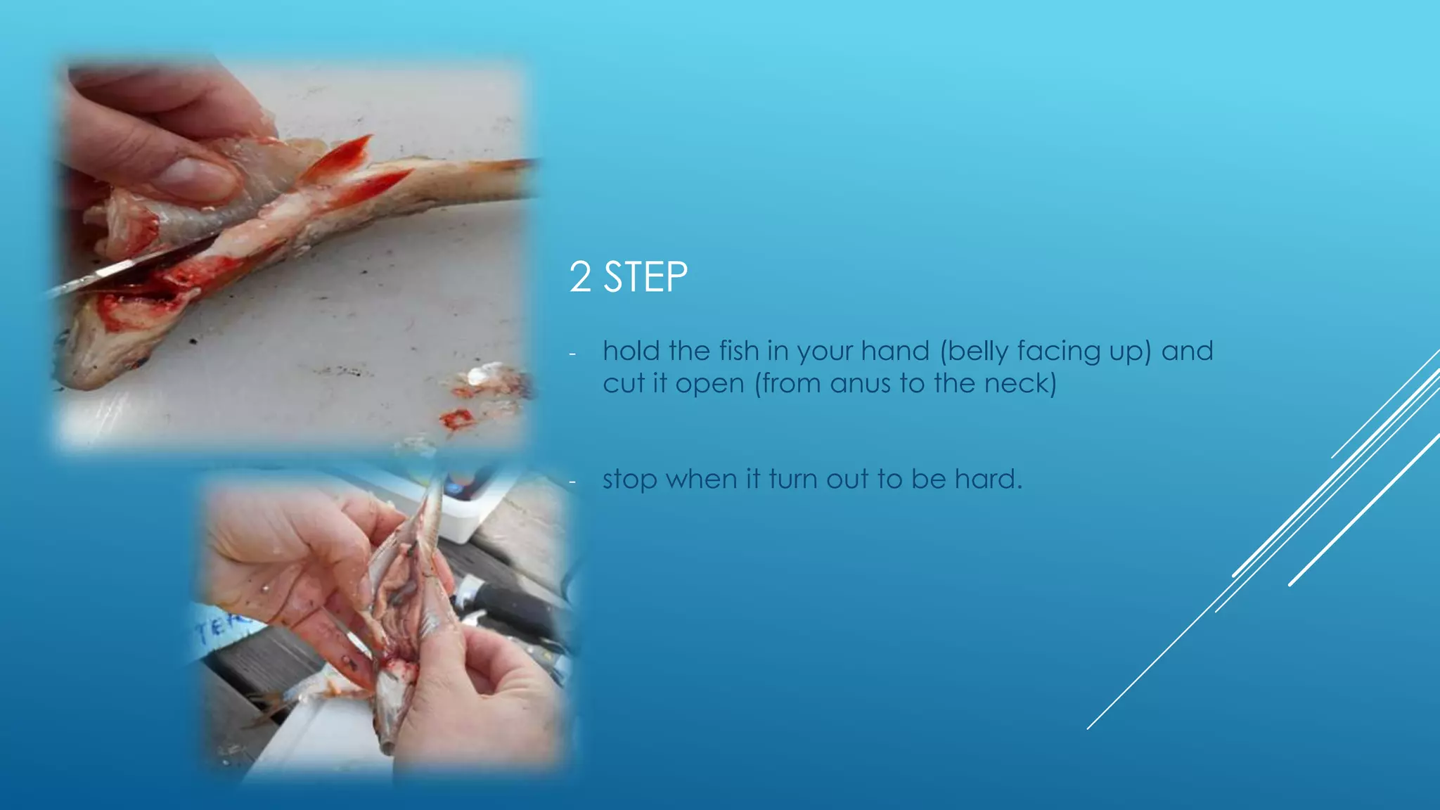 How to dissecting a fish | PPTX