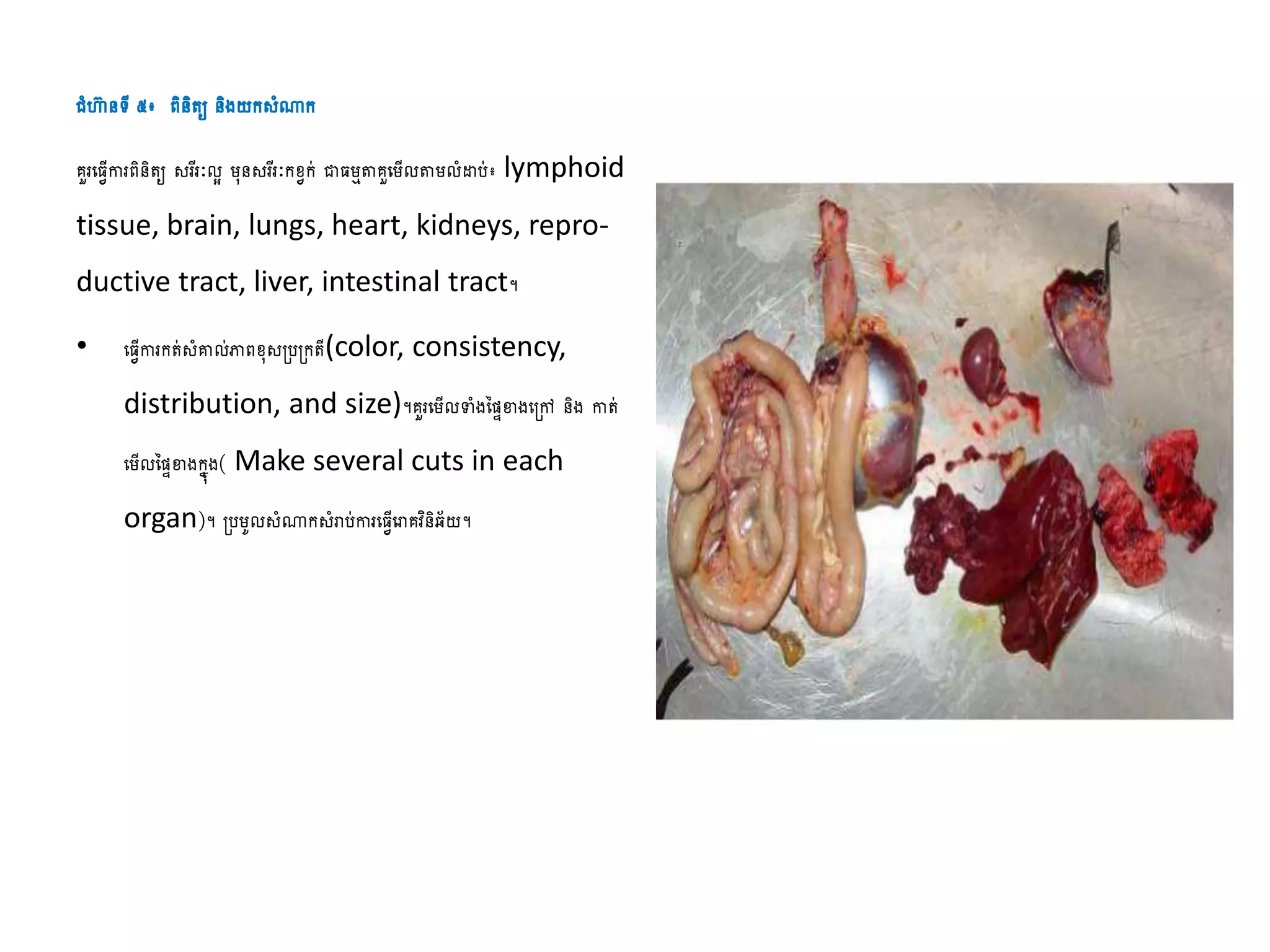 How to do necropsy | PPT