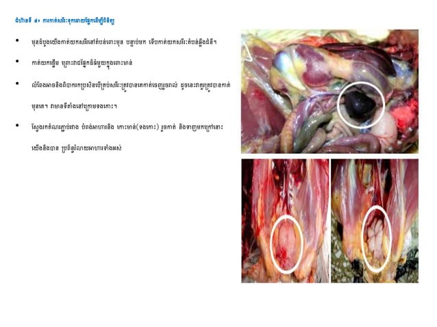 How to do necropsy | PPT
