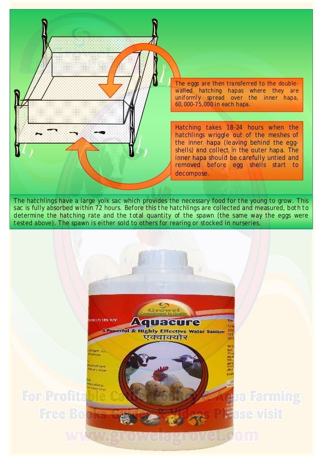 How to Do Spawn Production in Hapas