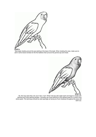 How to draw a parrot | PDF | Drawing and Sketching | Arts and Crafts