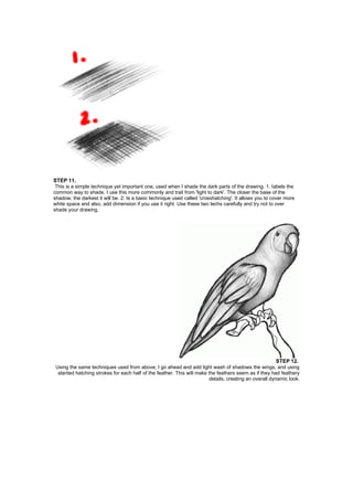How to draw a parrot | PDF | Drawing and Sketching | Arts and Crafts