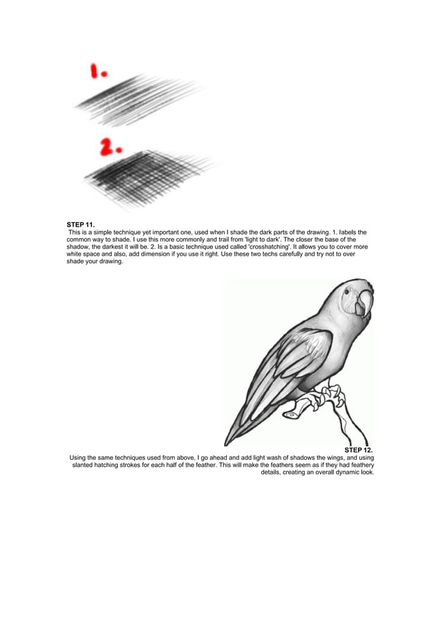 How to draw a parrot | PDF