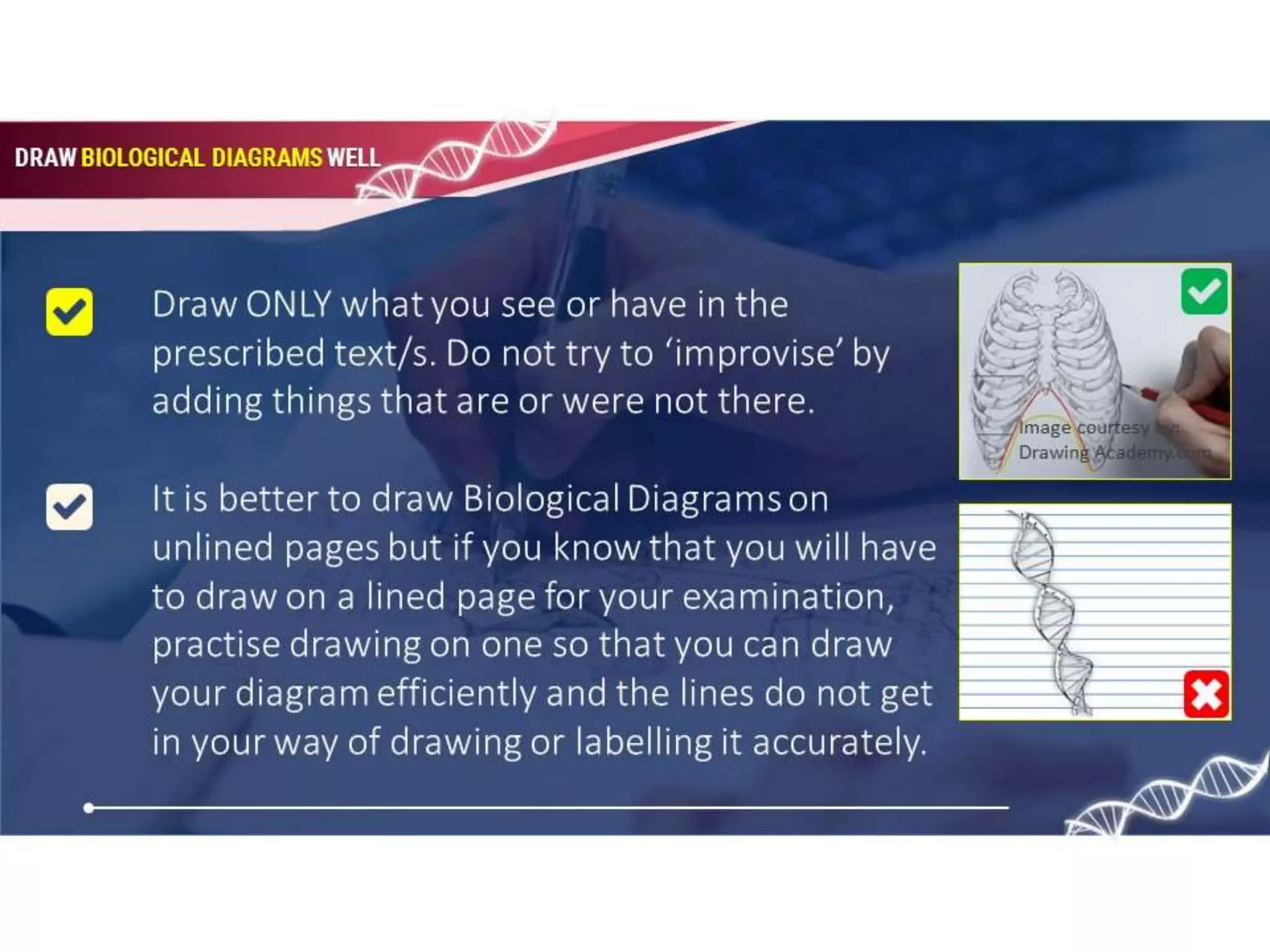 How to Draw Biological Diagrams Well | PPT