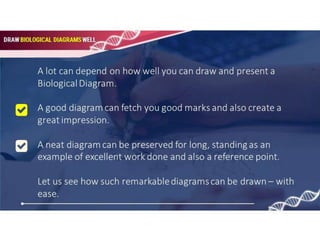 How to Draw Biological Diagrams Well | PPT