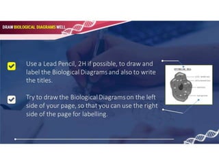 How to Draw Biological Diagrams Well | PPT