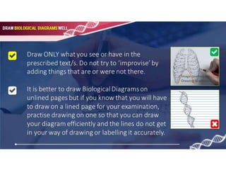 How to Draw Biological Diagrams Well | PPT