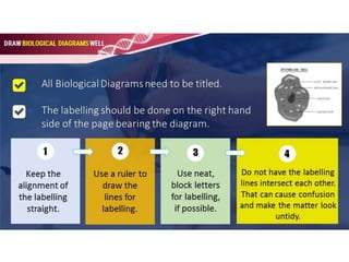 How to Draw Biological Diagrams Well | PPT