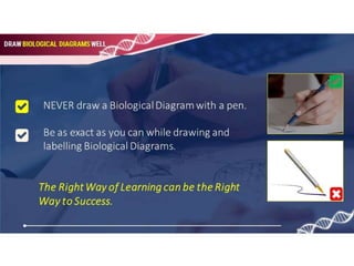 How to Draw Biological Diagrams Well | PPT
