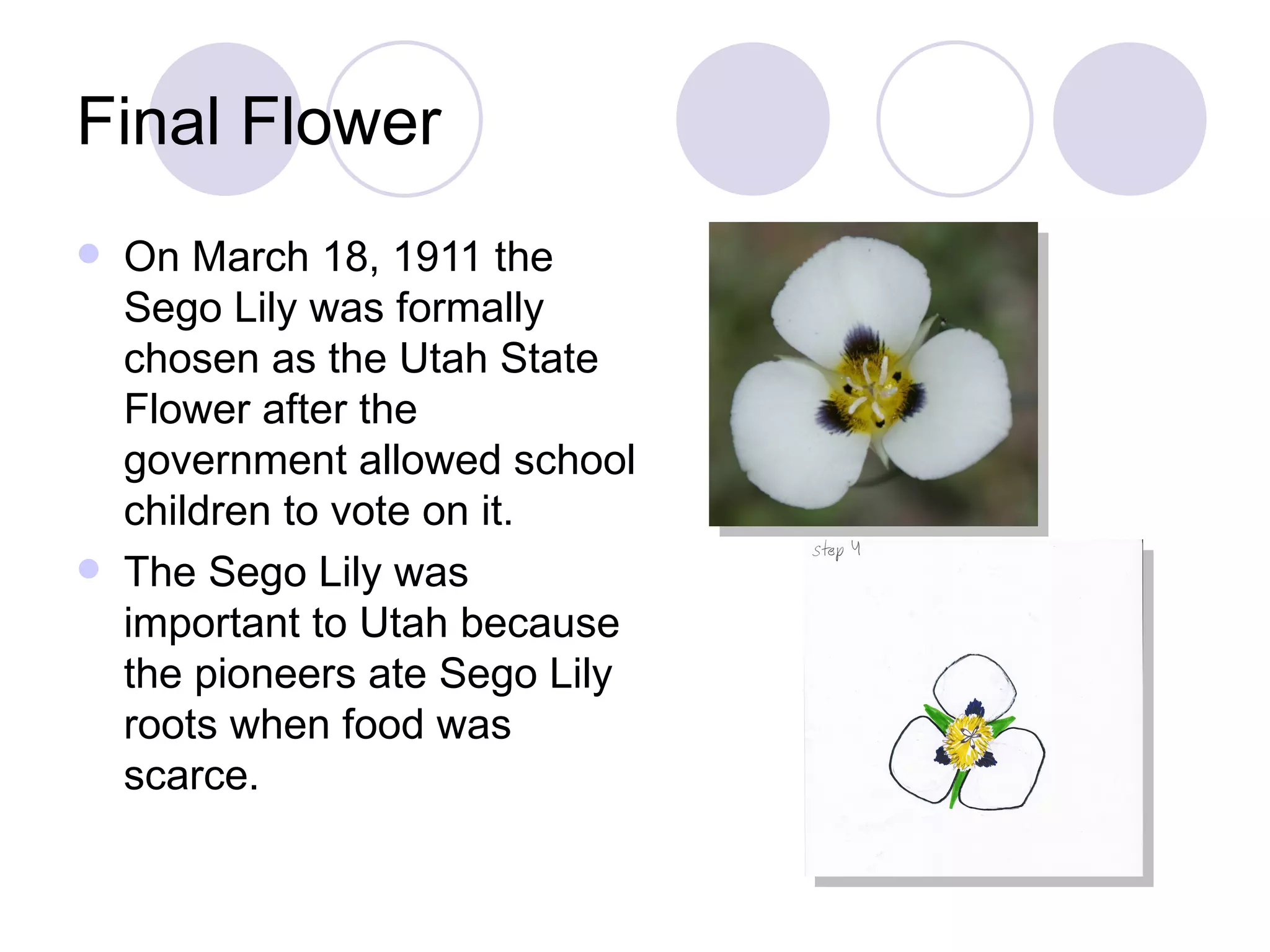How to draw sego lily | PPT