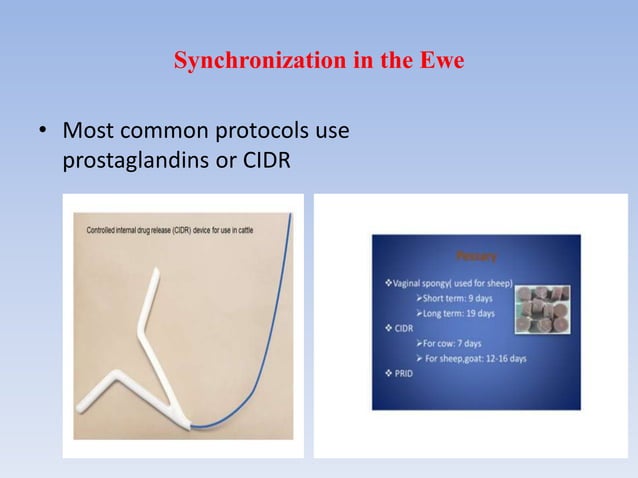 How to event synchronization in farm animals | PPT