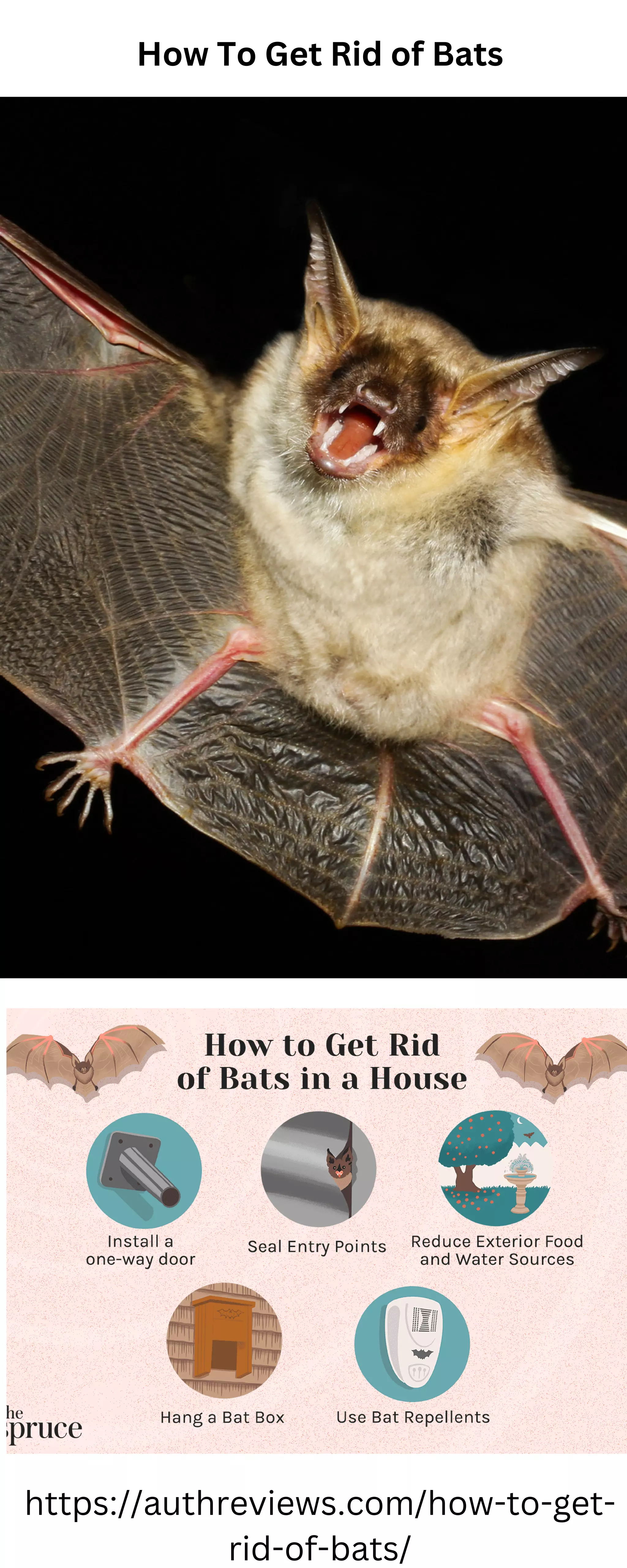 How To Get Rid of Bats.pdf