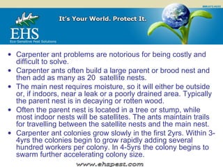 How to get rid of carpenter ants | PPT