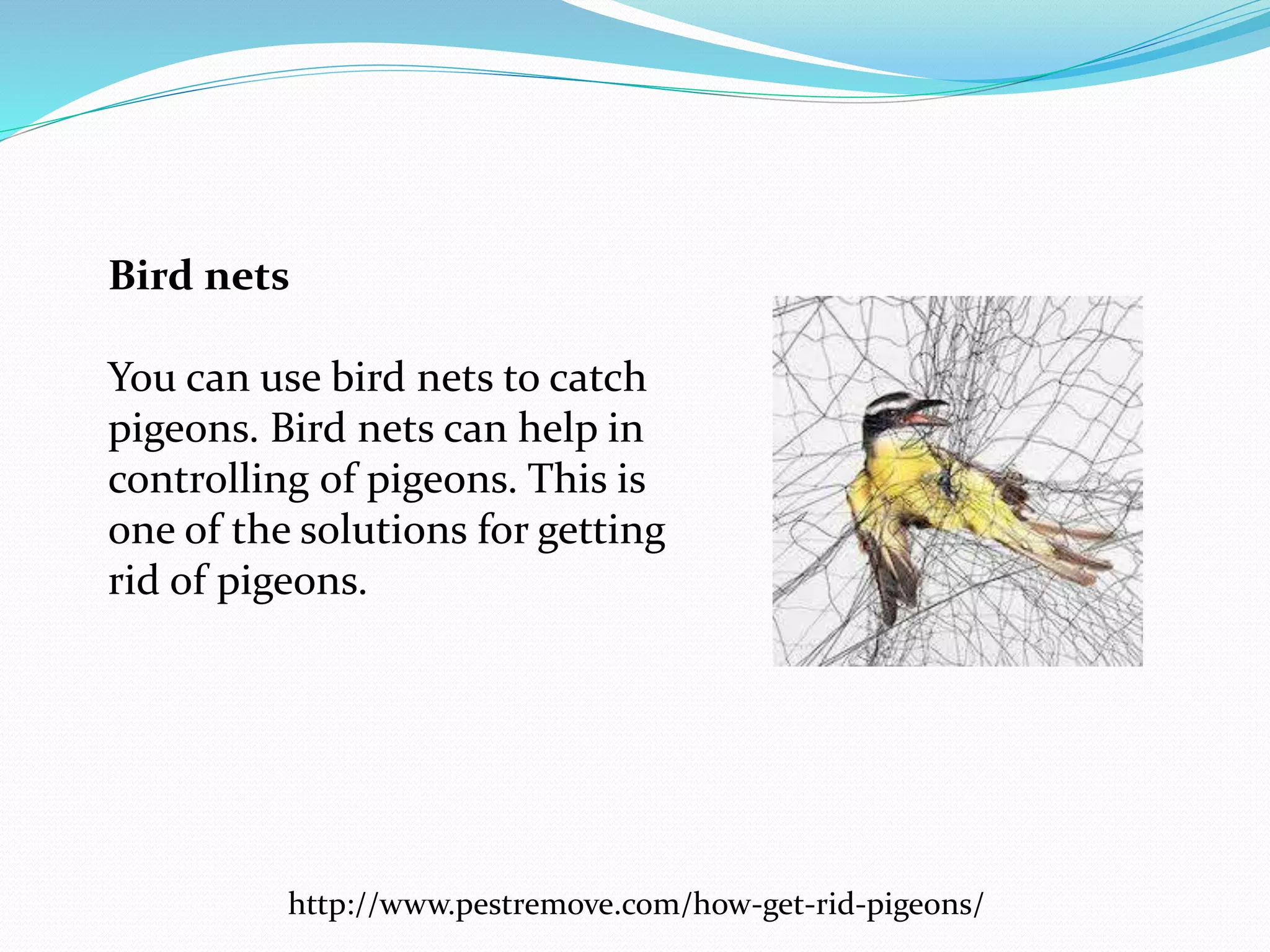 How to get rid of pigeons | PPTX