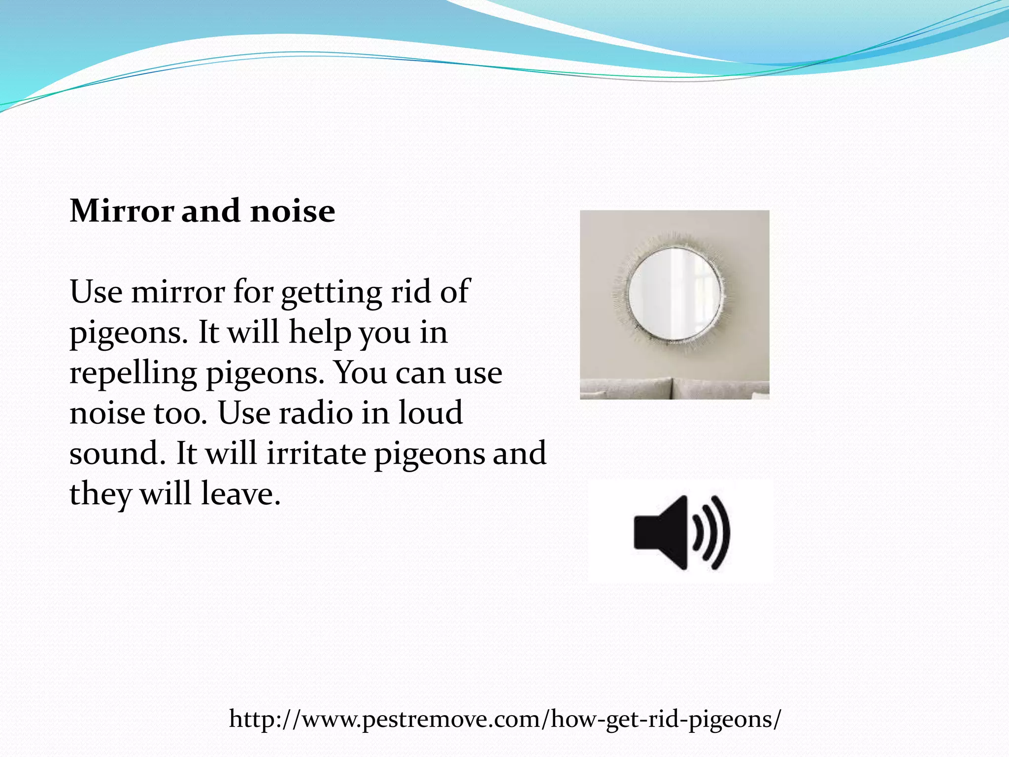 How to get rid of pigeons | PPTX