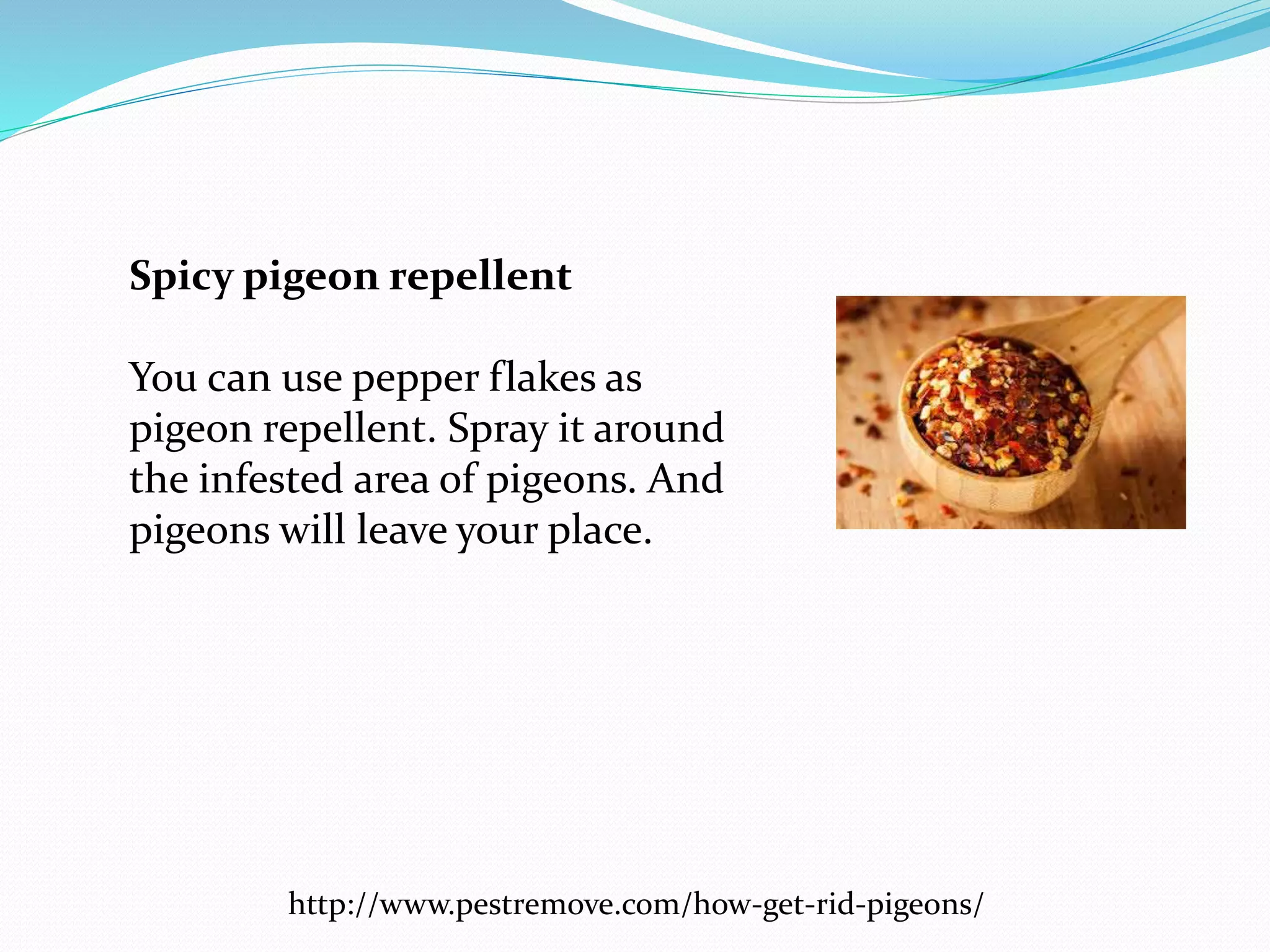 How to get rid of pigeons | PPTX