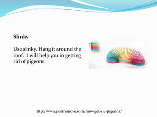 How to get rid of pigeons | PPTX