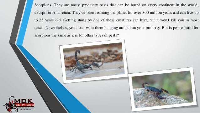 How to get rid of scorpions in your home | PPTX